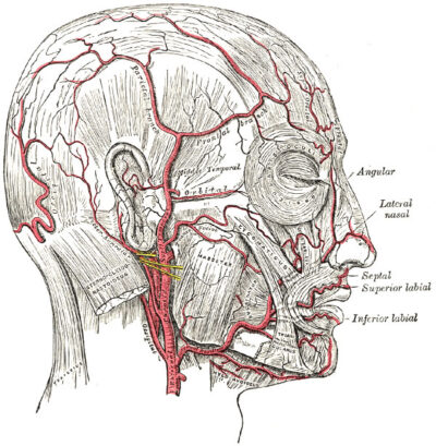 Temporal Arteritis | Arthritis and Rheumatology Clinical Center Northern VA
